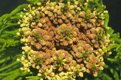 Bruniaceae | Diversity of Flowering Plants