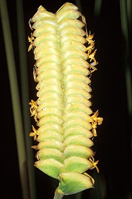 Marantaceae | Diversity of Flowering Plants