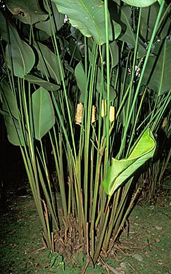 Marantaceae | Diversity of Flowering Plants