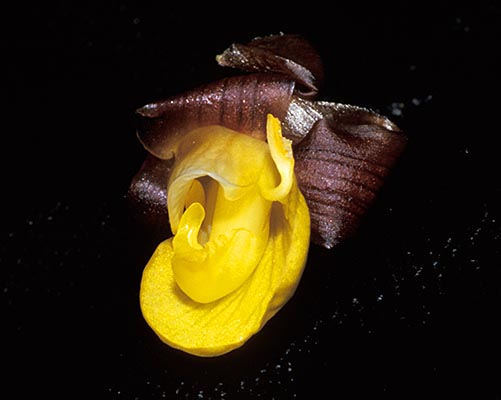 Marantaceae | Diversity of Flowering Plants