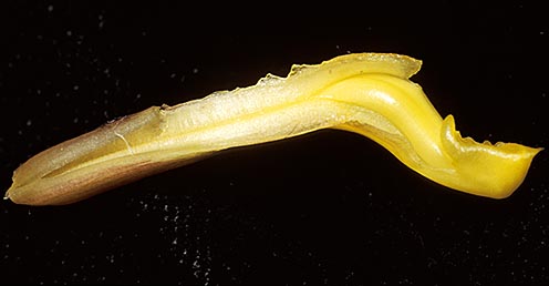 Marantaceae | Diversity of Flowering Plants
