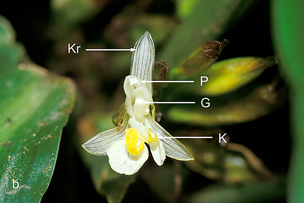 Marantaceae | Diversity of Flowering Plants