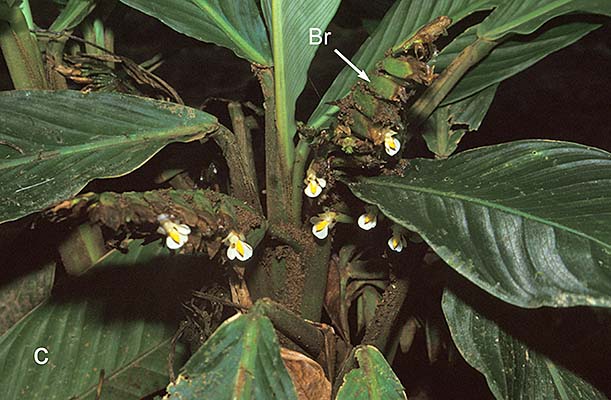 Marantaceae | Diversity of Flowering Plants