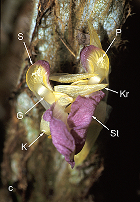 Marantaceae | Diversity of Flowering Plants